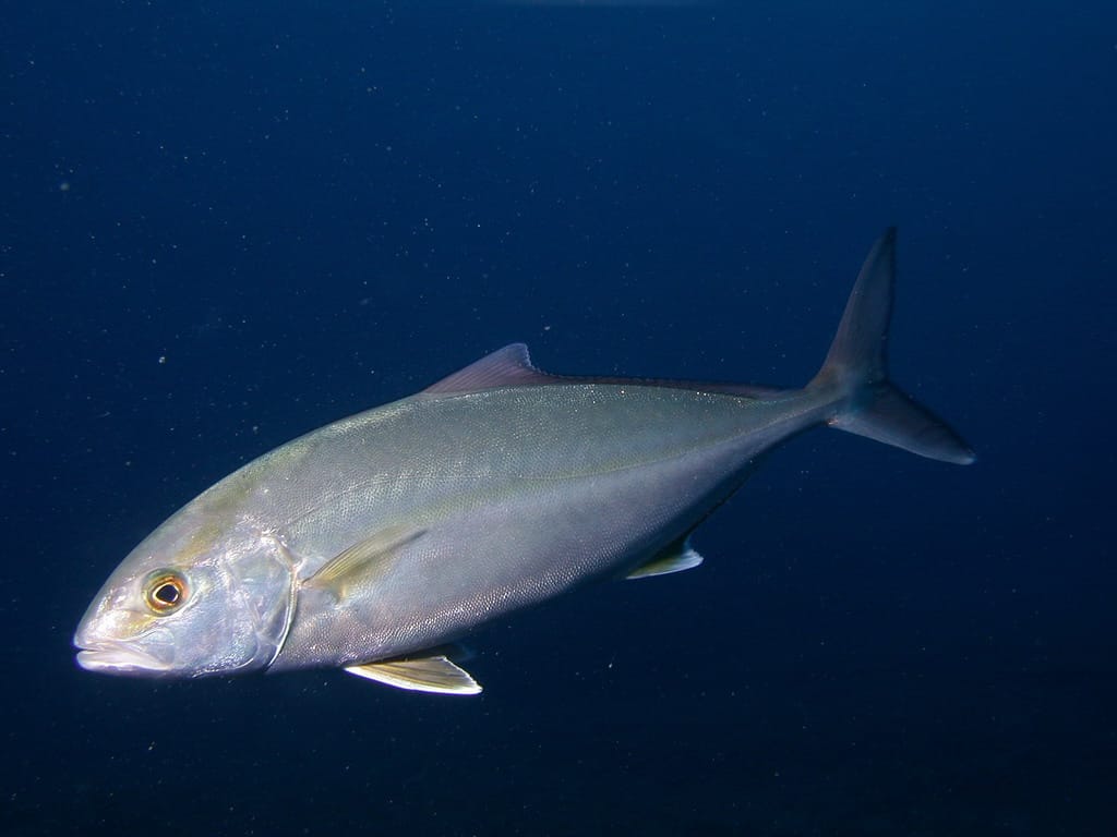 RICCIOLA - Seriola dumerili - MarePesca
