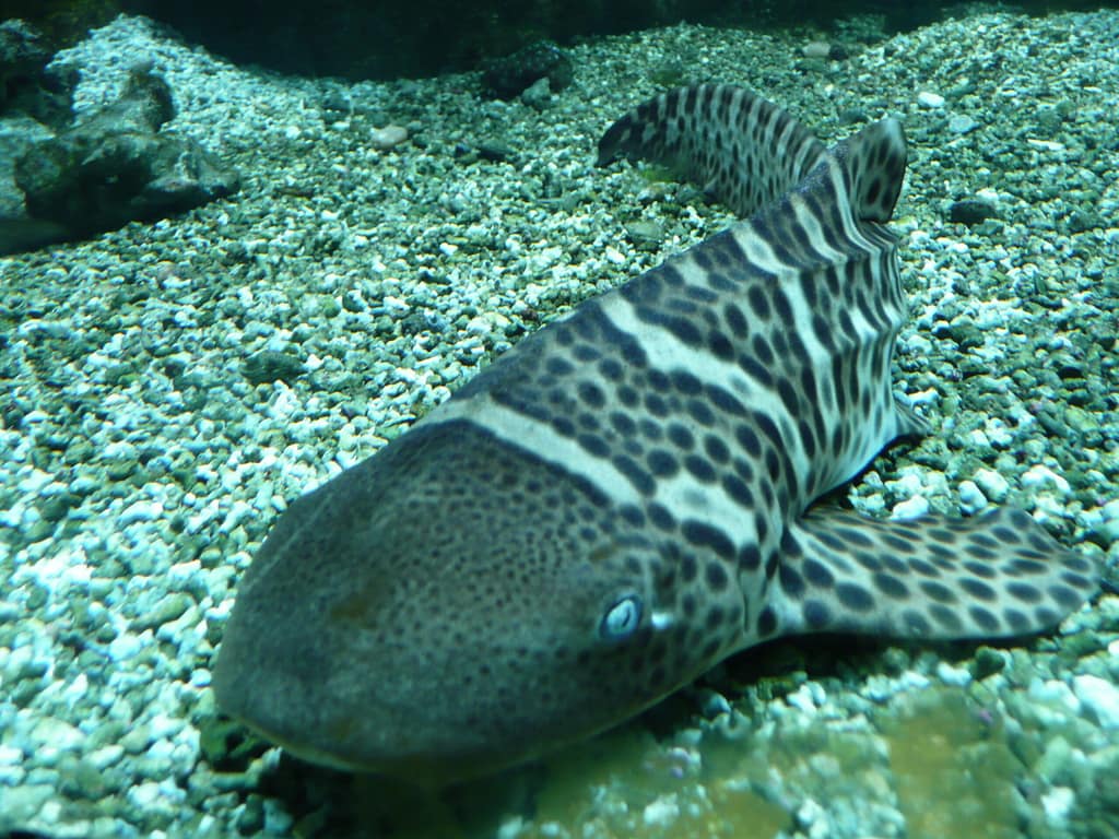SQUALO ZEBRA - Stegostoma fasciatum - MarePesca