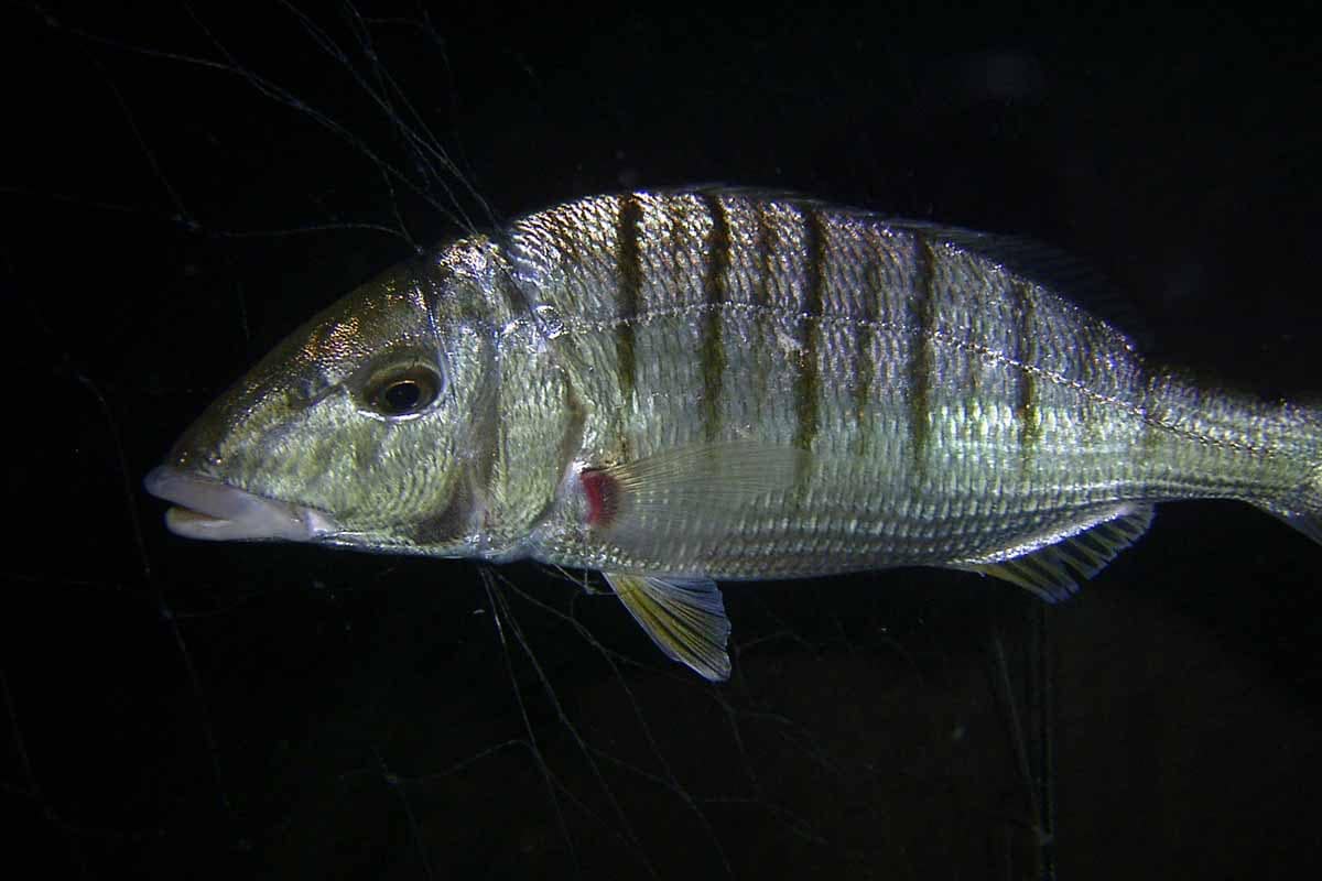 MORMORA - Lithognathus mormyrus - MarePesca