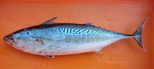 TONNETTO ALLETTERATO - Euthynnus alletteratus - MarePesca