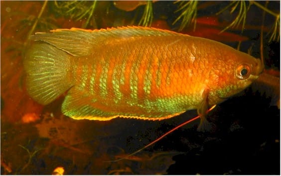 COLISA LABIOSA - Colisa labiosus - MarePesca