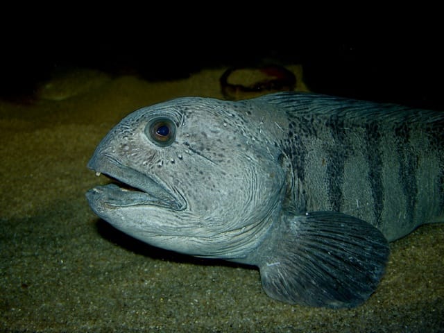 PESCE LUPO - Anarhichas lupus - MarePesca