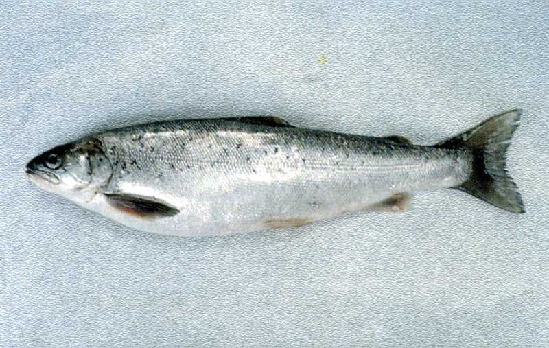 CARPIONE DEL GARDA - Carpione del Garda - MarePesca