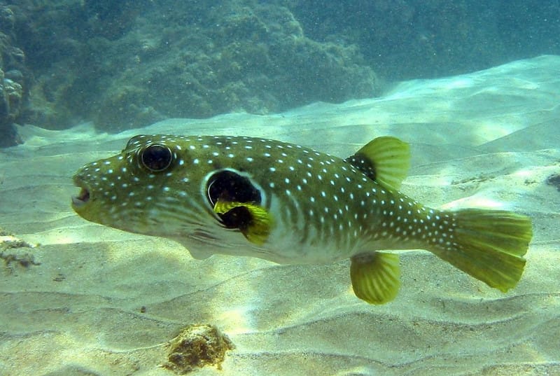 PESCE PALLA - Arothron hispidus - MarePesca
