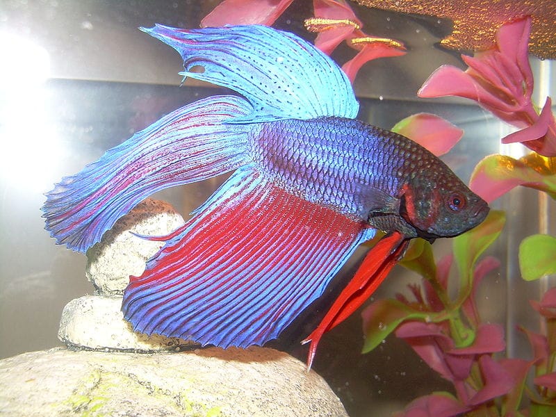 PESCE COMBATTENTE - Betta splendens - MarePesca